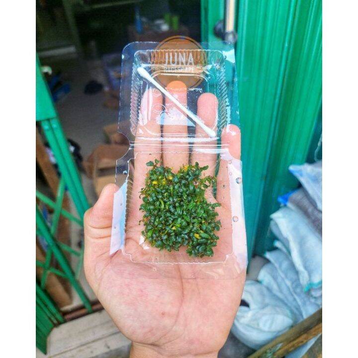 BUCEPHALANDRA SUPER MINI MIKRO BOYAN KERABAI GRAD A / BUCE SUPER MINI ...