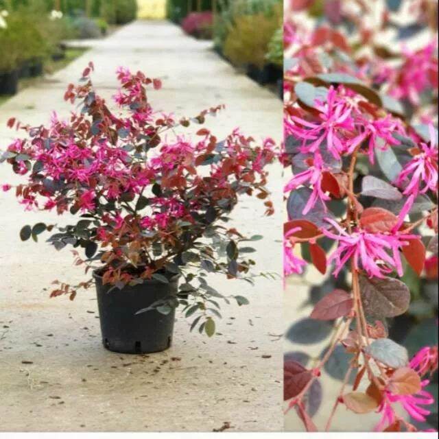 tanaman bunga serut merah rimbun tanaman hias dan bahan bonsai | Lazada ...