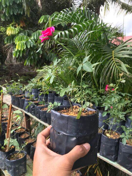 Anak Pokok Bunga Ros Merah (Ros Kampung) rose / 玫瑰 as Gift @ Present ...