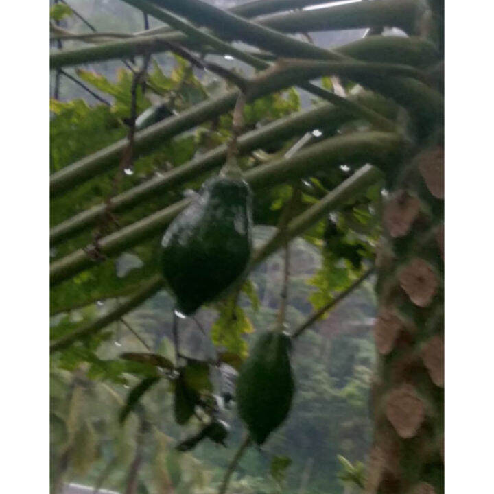 Buah pepaya gantung atau karayunan asli per 1 buah | Lazada Indonesia