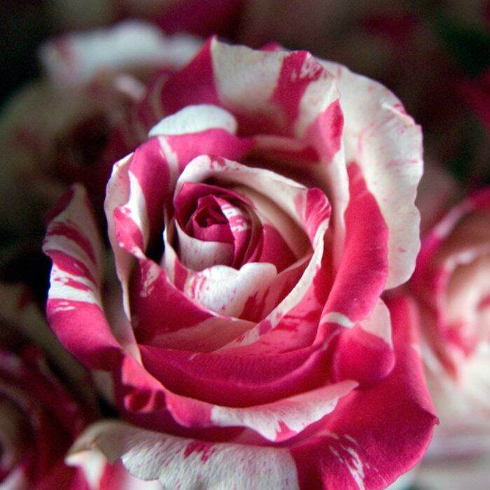 Hoa hồng Chaim Soutine Rose - hồng bụi, màu hoa độc lạ nổi bật | Lazada.vn