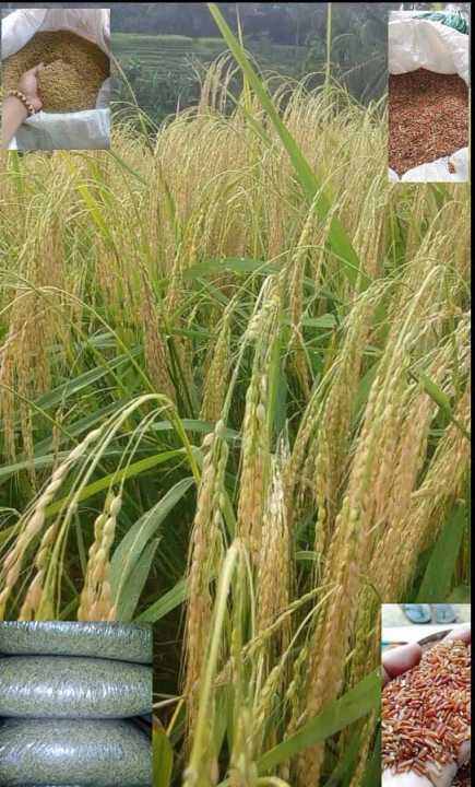Jual benih padi beras merah kemasan 1 kg asli padi merah | Lazada Indonesia