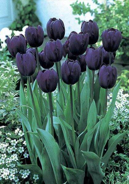 POSTER CETAK, BUNGA TULIP HITAM, UKURAN JUMBO 100 X 70 CM/ Hiasan ...