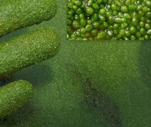 BORONG WOLFIA 100g PER PACK | Lazada