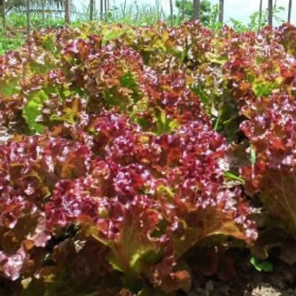 Selada Merah - Benih Repack Isi 100+ Biji | Lazada Indonesia