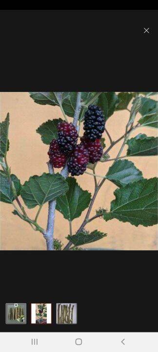 POHON MURBEI,BIBIT MURBEI,STIK MURBEI,BATANG MURBEI,BUAH MURBEI,TANAMAN ...