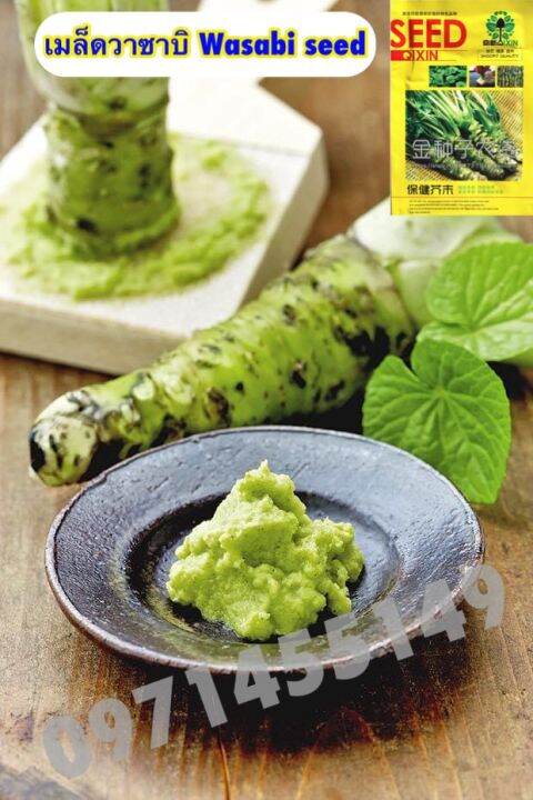 เมล็ดวาซาบิ 800-1000เมล็ด Wasabi seed | Lazada.co.th