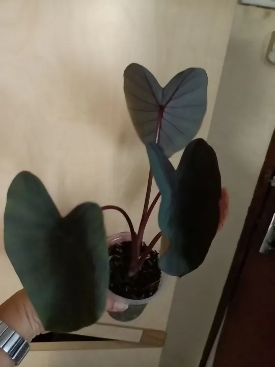 Caladium black magic live plant | Lazada