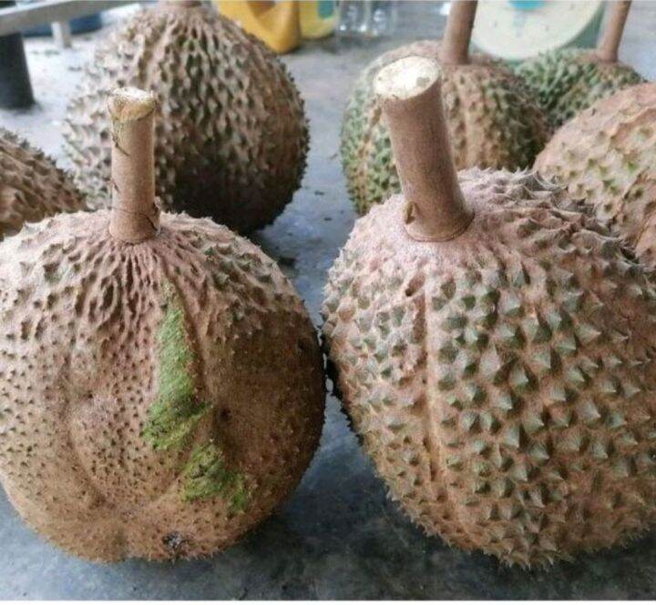 POKOK DURIAN BOTAK D172 POKOK KAHWIN (GRAFTED) | Lazada