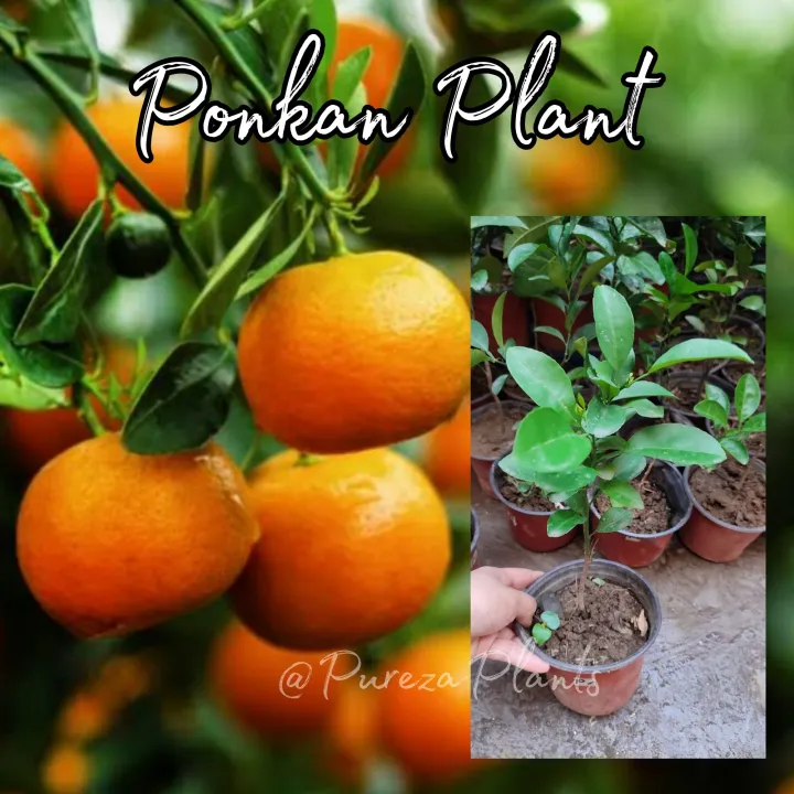 Ponkan Plant Legit Rooted Stable Plant | Lazada PH