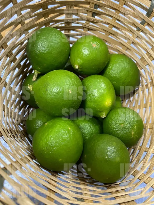 Lime/Limau Nipis 1KG 酸柑 (Organic) | Lazada