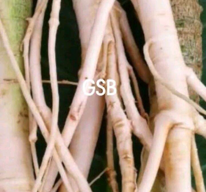 Akar pepaya gantung segar 500 gram | Lazada Indonesia