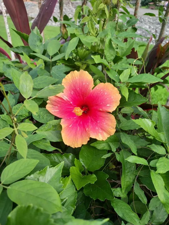 Gumamela(4+1 cuttings) 8 inch 2 color | Lazada PH