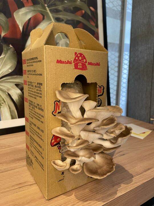 🔥READY STOCK 🔥 DIY Mushi Mushi Mushroom Box/Mushroom Growing Kit ...