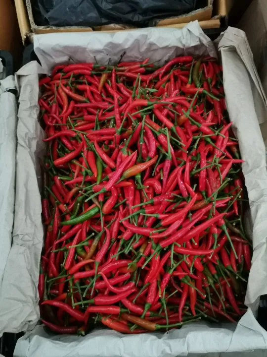 Cili Padi (1kg) | Lazada