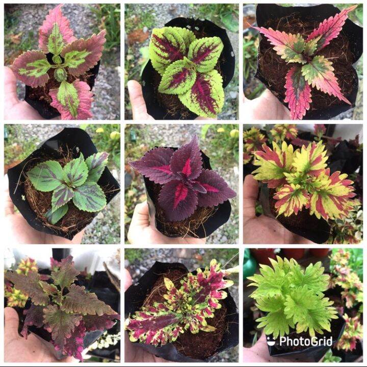 Anak Ati-Ati Berakar Hidup - Coleus Herbs garden pokok daun warna warni ...