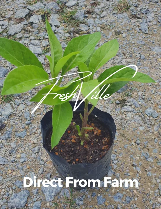 [ FreshVille ] Anak Pokok Sambung Nyawa (Polibeg) || 尖尾凤树苗 (袋装 ...