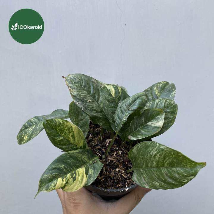 Tanaman Hias Rhaphidophora Puberula Variegata / Varigata | Lazada Indonesia
