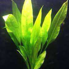 3 roots Amazon sword for aquarium tank | Lazada PH
