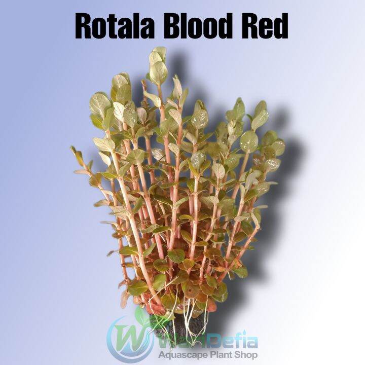 Rotala Blood Red Tanaman Aquascape Wabikusa | Lazada Indonesia