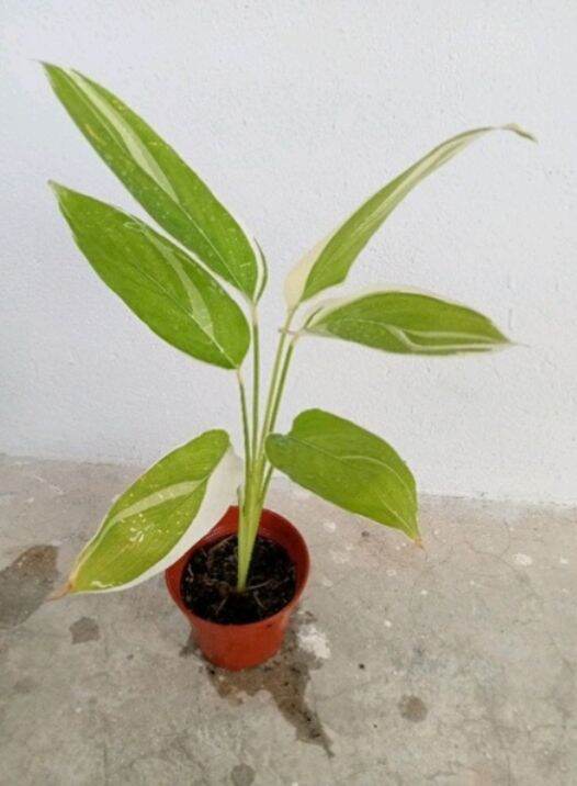 1 pokok ubi bemban variegated | Lazada
