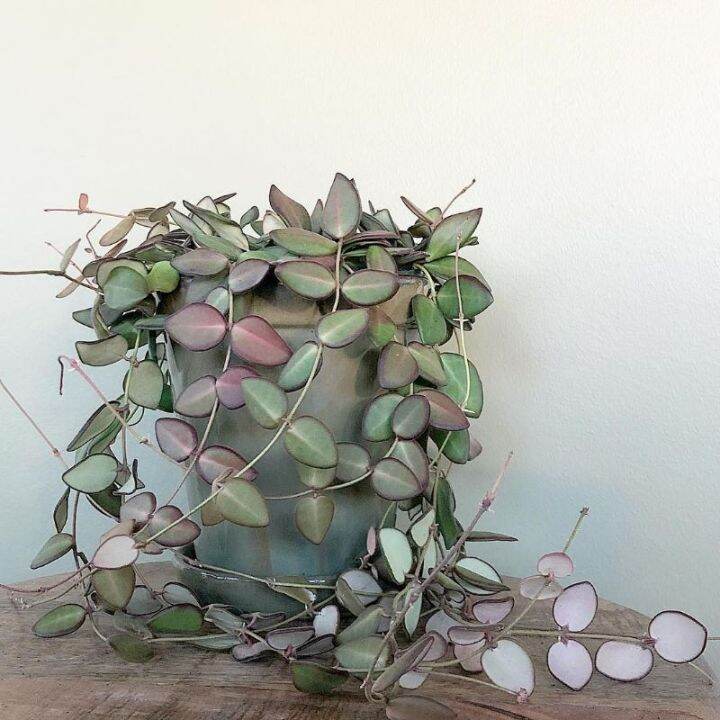 Tanaman gantung atau rambat hoya hove daun rinbun dan sudah berakar ...