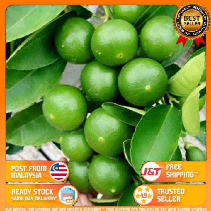 Pokok limau nipis cepat berbuah | Lazada