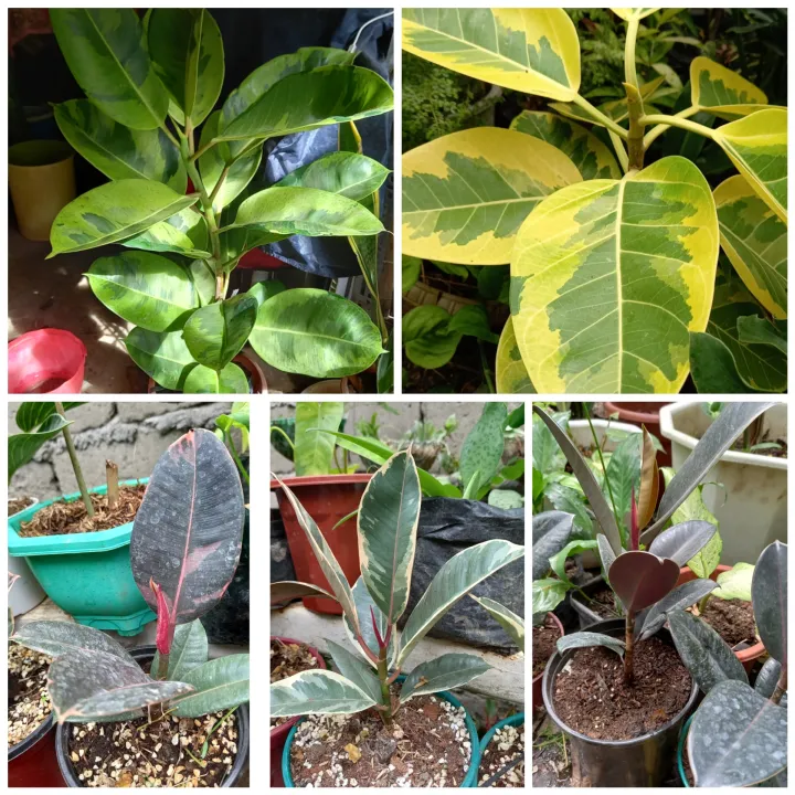 rubber tree different varieties | Lazada PH