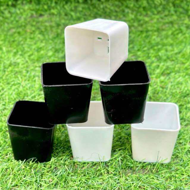 2x2 inches Small Plastic Square Pot /Souvenir Pot / Mini pot / Seedling ...