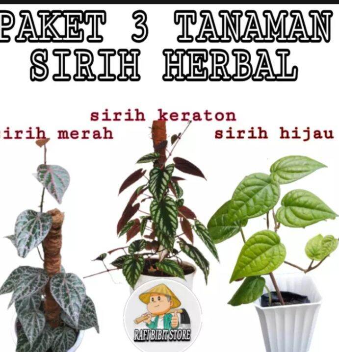 PROMO!!! paket 3 bibit stek tanaman herbal,sirih merah,hijau,kraton ...