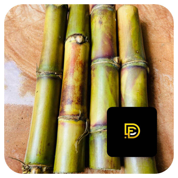 Bibit tebu hijau khusus bibit tebu hijau per 2 batang super | Lazada ...