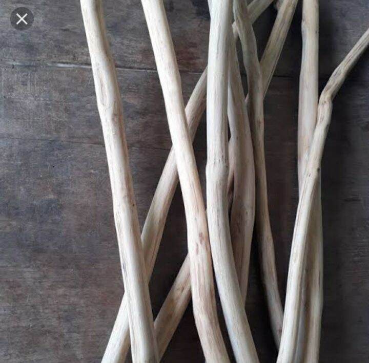 Ranting pohon kayu jati dekor | Lazada Indonesia