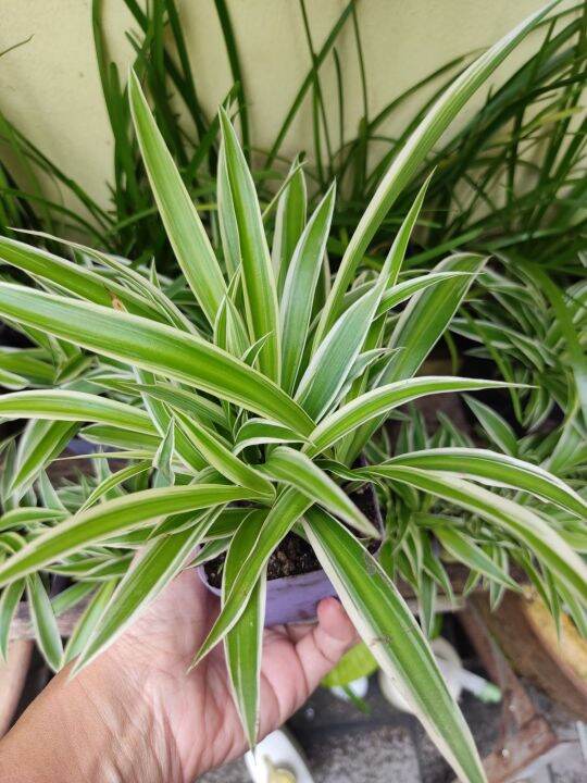 Anak Pokok Spider Plant in pot[Indoor Plant] Chlorophytum Spider Plant ...