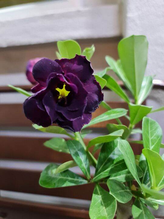 Adenium Purple Swamp | Lazada