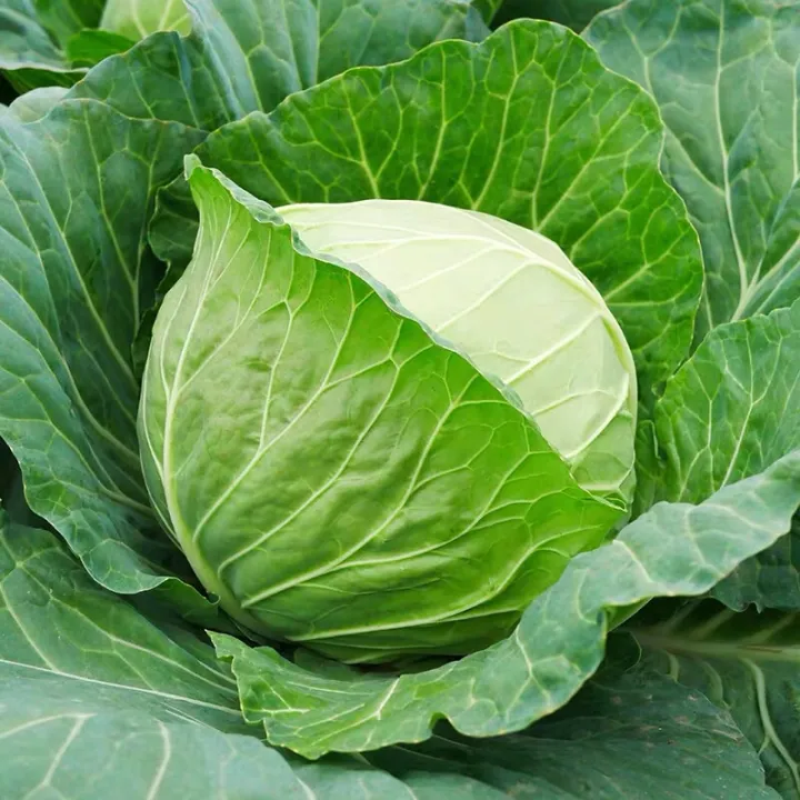 Benih Kubis bulat Manis 20pcs/Cabbage/甘蓝包菜种子 | Lazada Benih Kubis bulat Manis 20pcs/Cabbage/甘蓝包菜种子 | Lazada