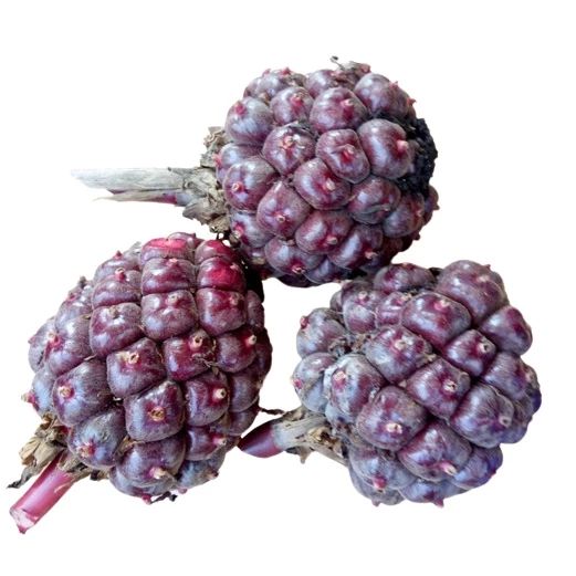 BUAH HONJE MERAH BUAH KECOMBRANG MERAH (FRESH PRODUK) | Lazada Indonesia