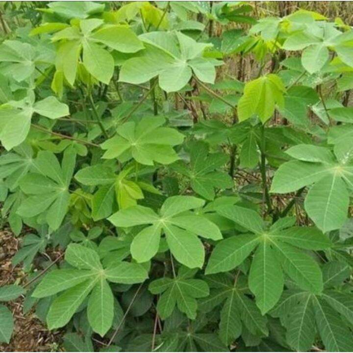 daun singkong Karet 1kg | Lazada Indonesia