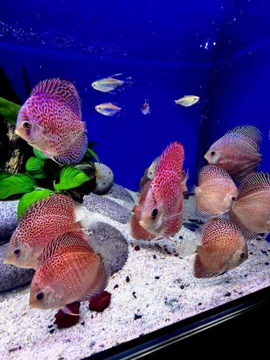 Assorted Red Discus 3"+- Freshwater Fish (NO D.O.A) | Lazada