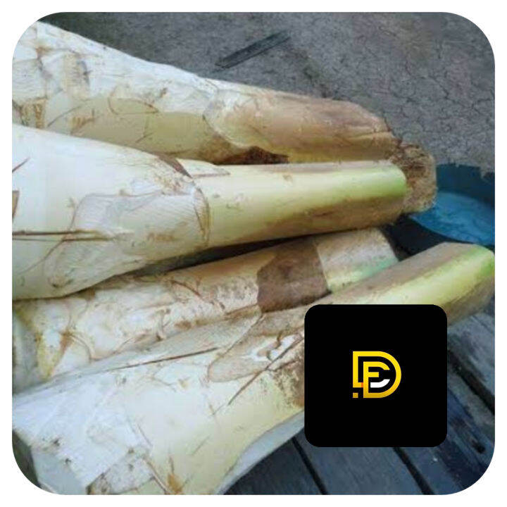 Umbut kelapa segar umbut pohon kelapa manis 1 kg herbal sayur salad ...