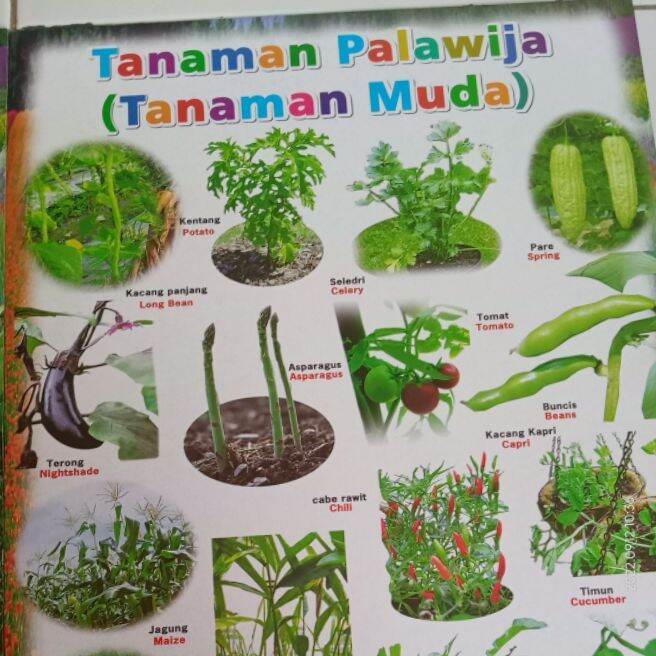 Poster Edukasi Anak Belajar Mengenal Tanaman Palawija | Lazada Indonesia