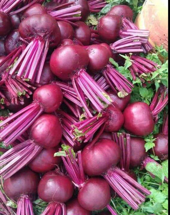 Buah Beetroot /kg | Lazada Indonesia