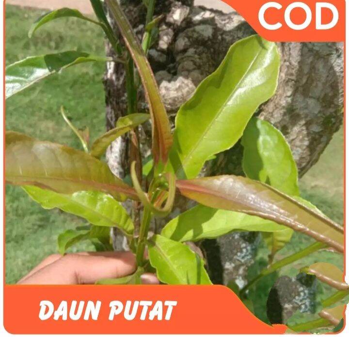 daun Poh pohan untuk coel sambal | Lazada Indonesia