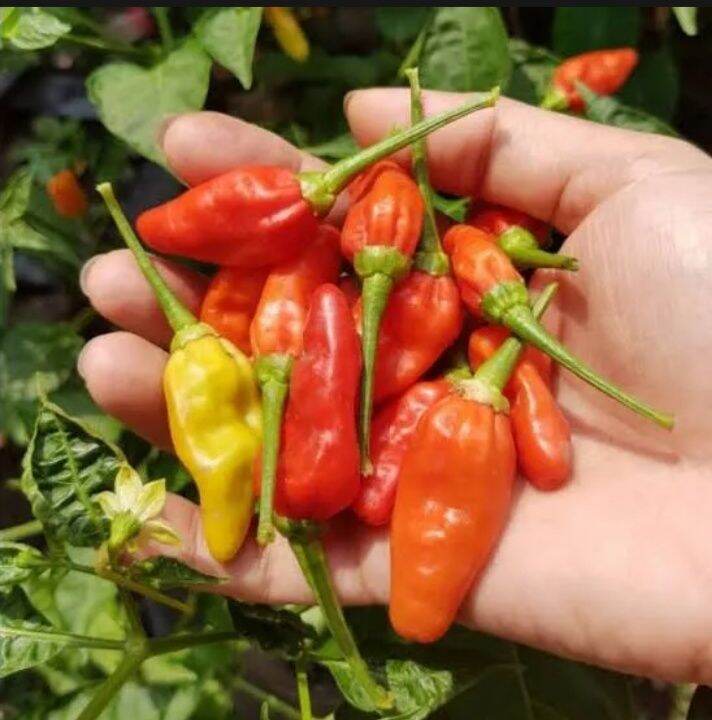 benih cabai rawit setan premium kemasan repack | Lazada Indonesia