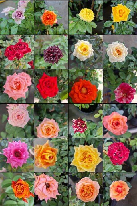 bunga ros kampung random sent🌹🧡 | Lazada