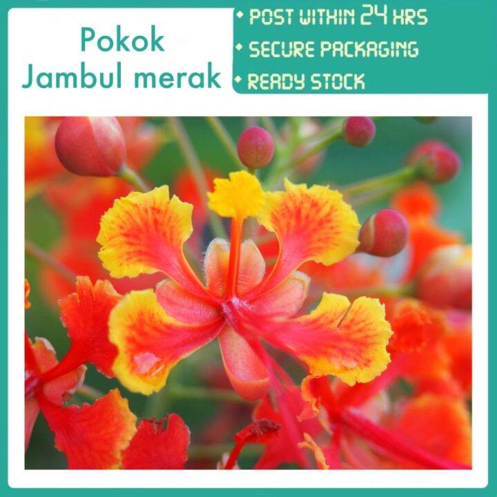 PBN - Pokok jambul merak kembang patra bunga kacang Caesalpinia ...
