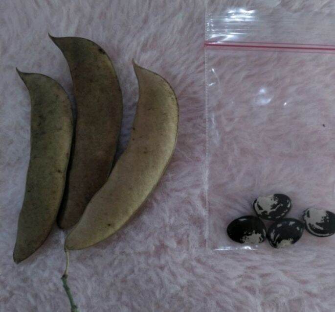 Patani/Perkules small beans (5seeds) | Lazada PH