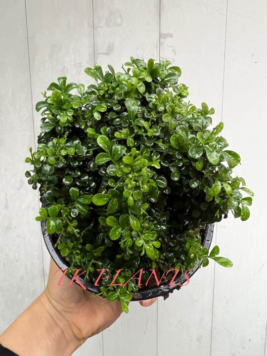 SOV,Murraya Siam Dwarf , Murraya Paniculata , Dwarf Kamini, Natural ...