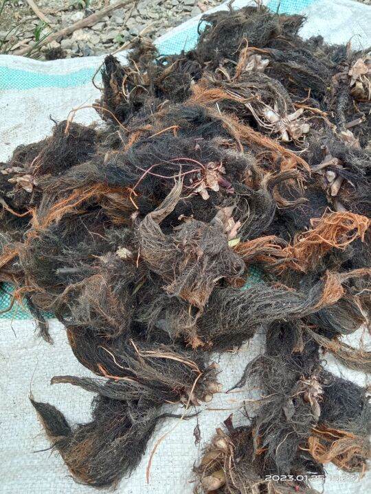 MEDIA TANAM ANGGREK~AKAR ECENG GONDOK KERING~UNTUK PERTUMBUHAN AKAR~300 ...