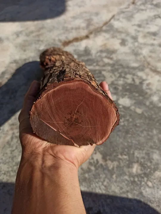 kayu stigi laut 1 kg | Lazada Indonesia