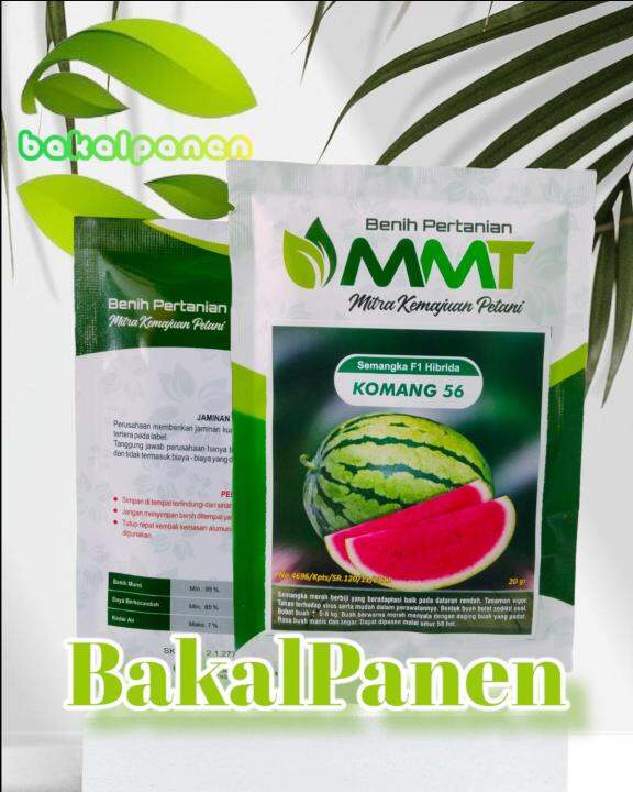 Benih semangka hibrida MMT KOMANG 56 F1 20gram | Lazada Indonesia